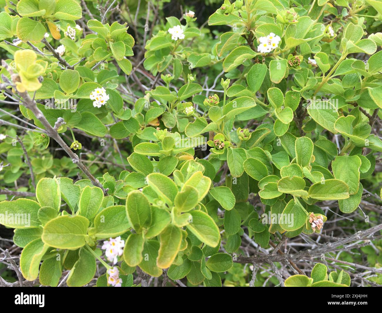 Button Sage (Lantana involucrata) Plantae Stock Photo - Alamy