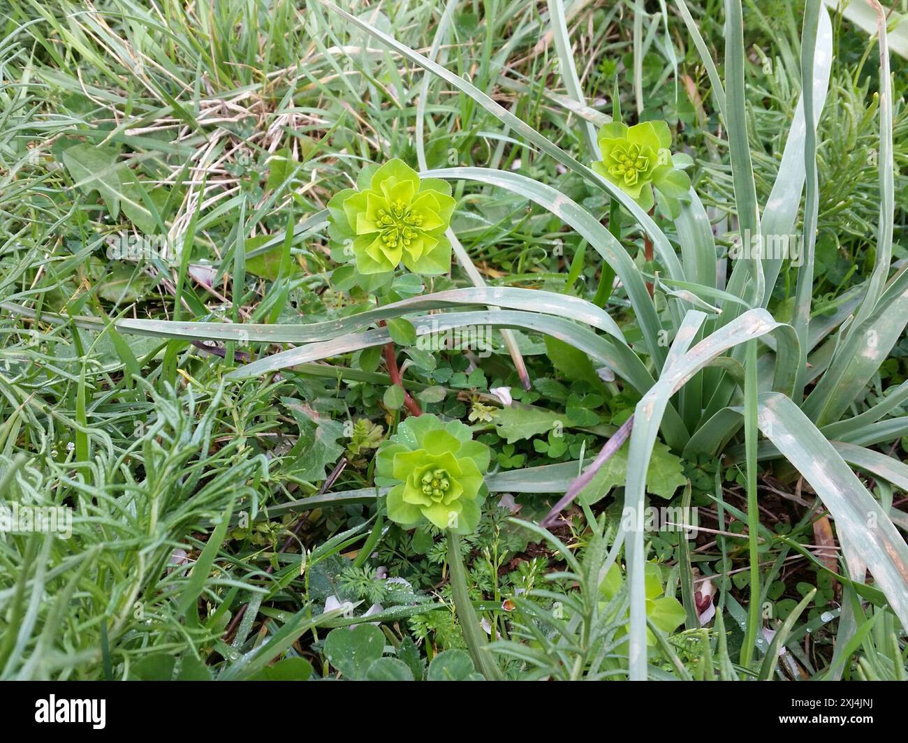 Sun spurge (Euphorbia helioscopia) Plantae Stock Photo - Alamy