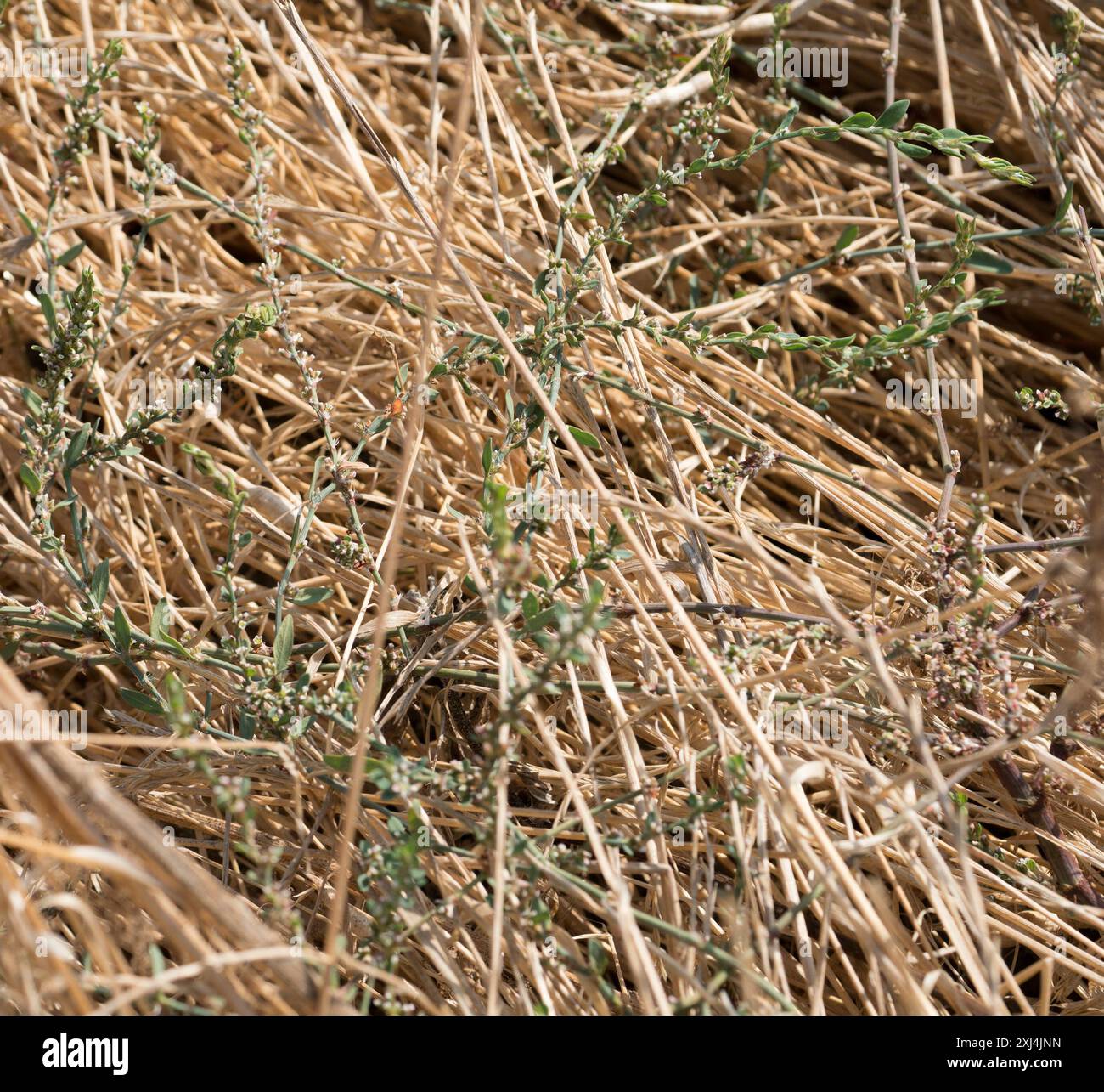 Prostrate Knotweed (Polygonum aviculare) Plantae Stock Photo - Alamy