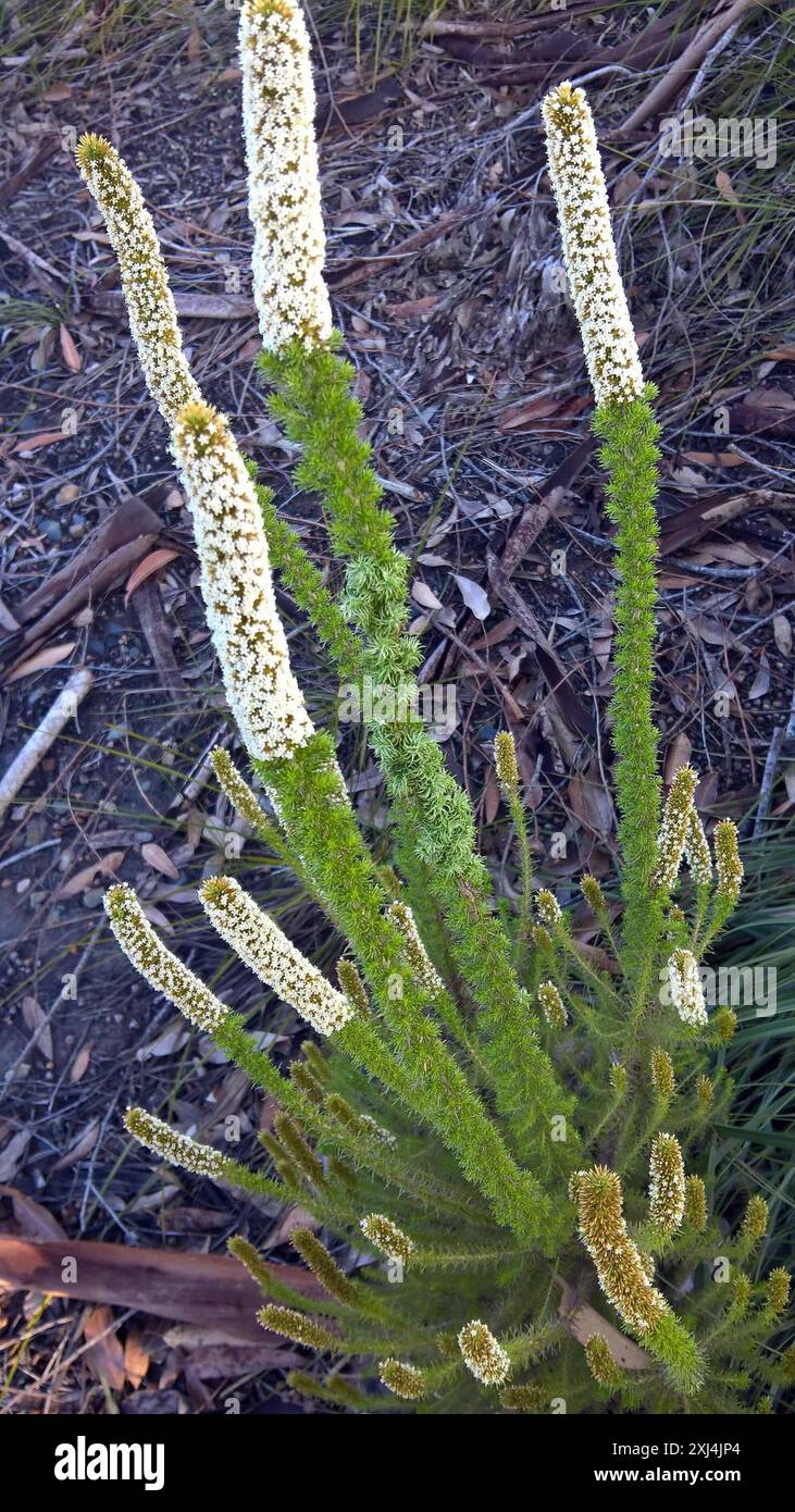 Foxy Slangbos (Stoebe alopecuroides) Plantae Stock Photo - Alamy