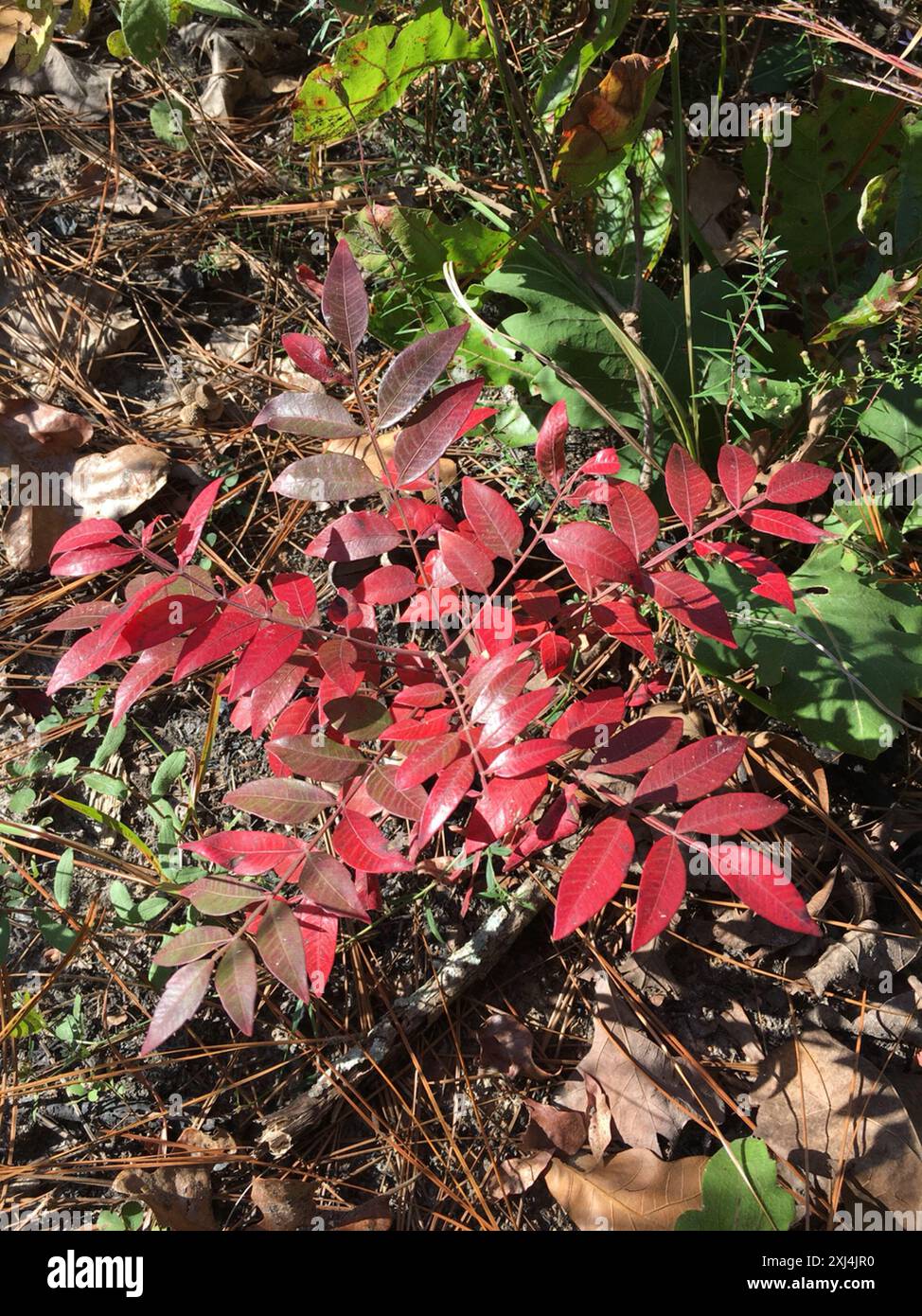 shining sumac (Rhus copallinum) Plantae Stock Photo - Alamy