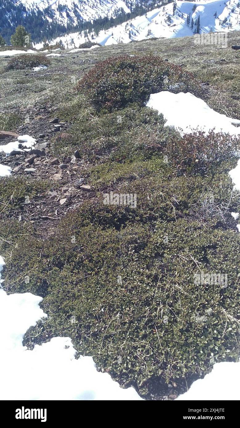 mahala mat (Ceanothus prostratus prostratus) Plantae Stock Photo - Alamy