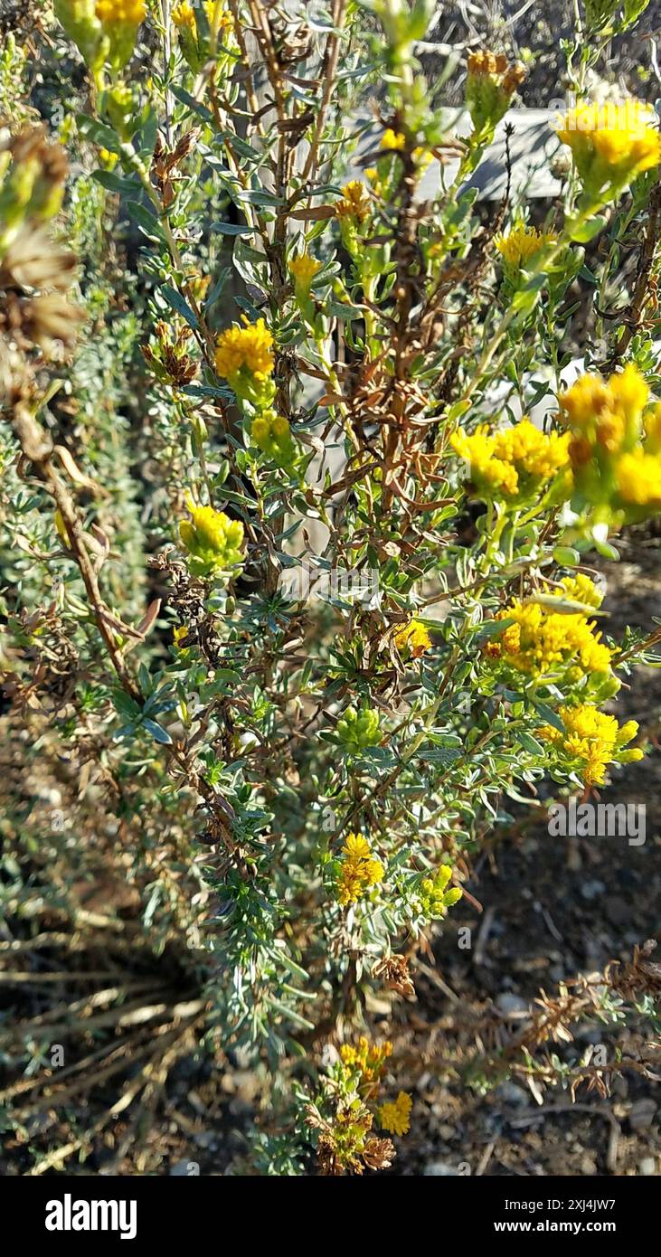 Coastal Goldenbush (Isocoma menziesii) Plantae Stock Photo - Alamy
