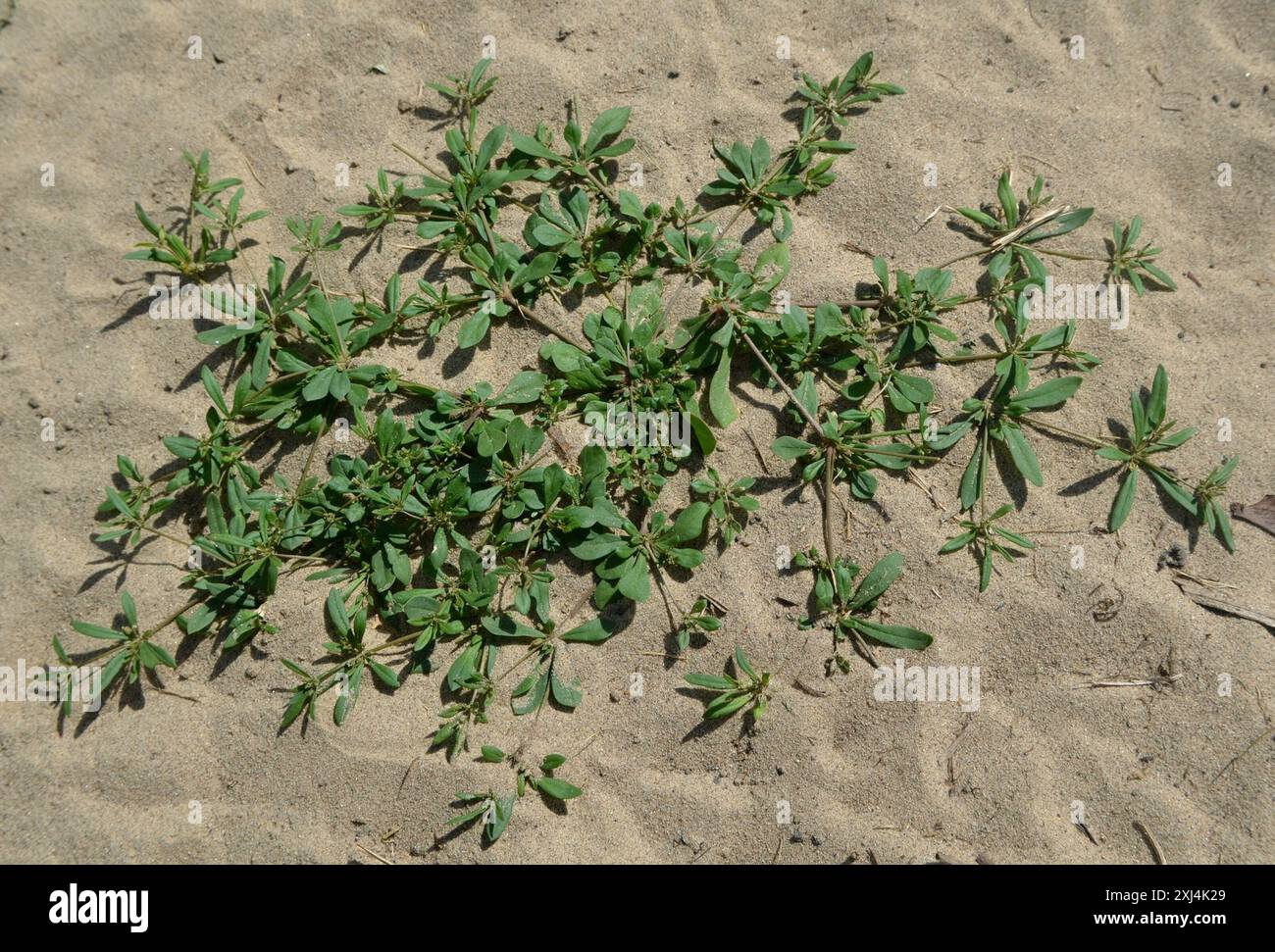 green carpetweed (Mollugo verticillata) Plantae Stock Photo - Alamy