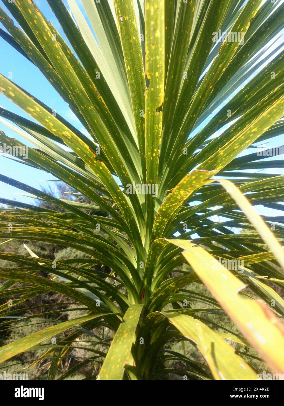 New Zealand cabbage tree (Cordyline australis) Plantae Stock Photo - Alamy
