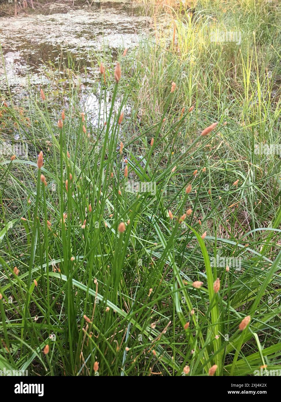 sand spikerush (Eleocharis montevidensis) Plantae Stock Photo - Alamy