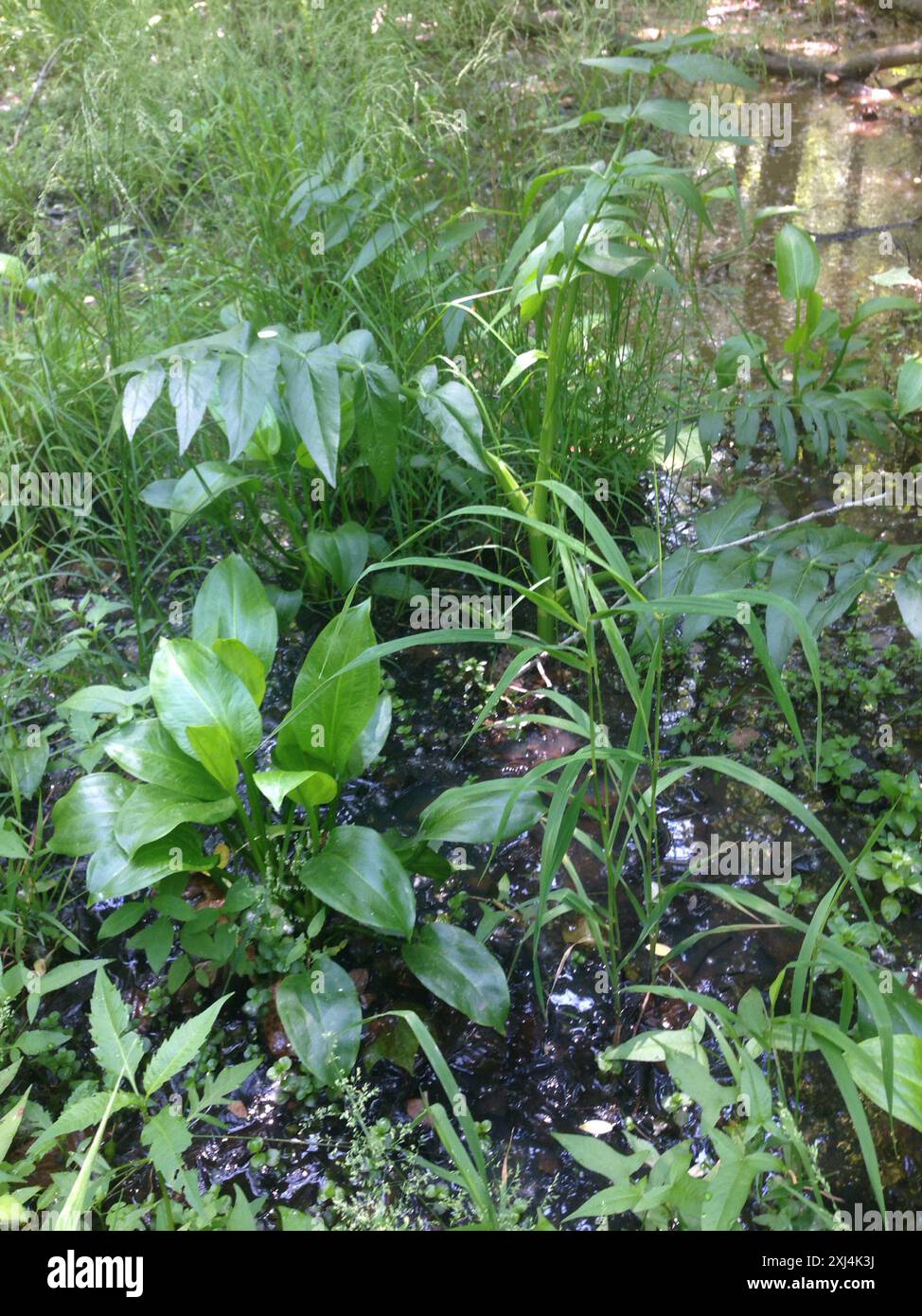 water parsnip (Sium suave) Plantae Stock Photo - Alamy