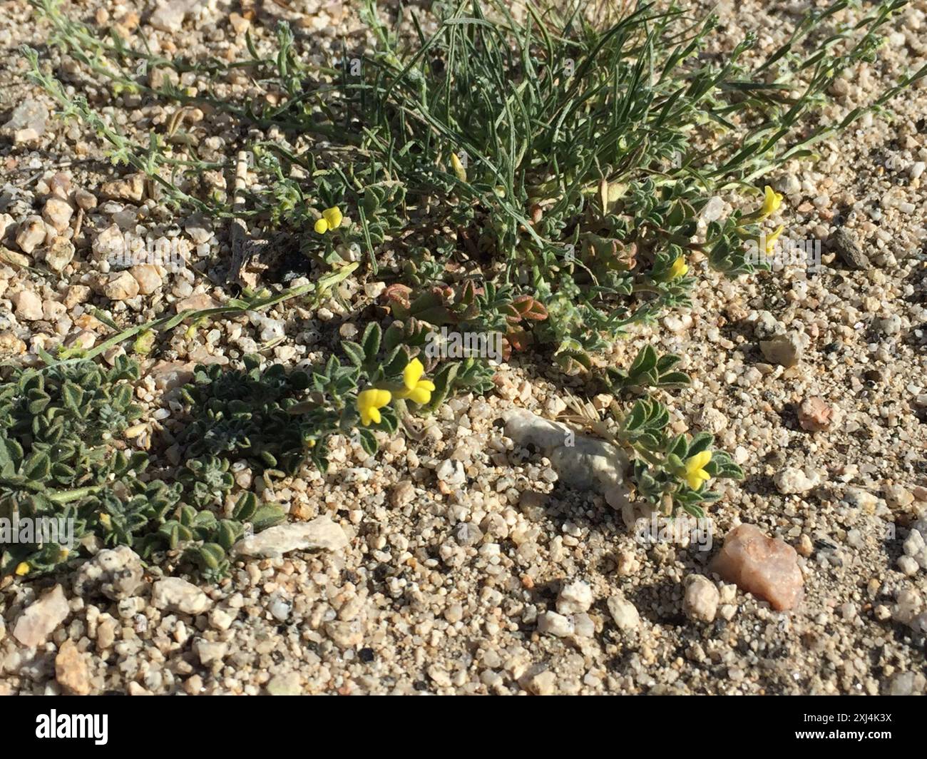 deervetch (Acmispon) Plantae Stock Photo - Alamy