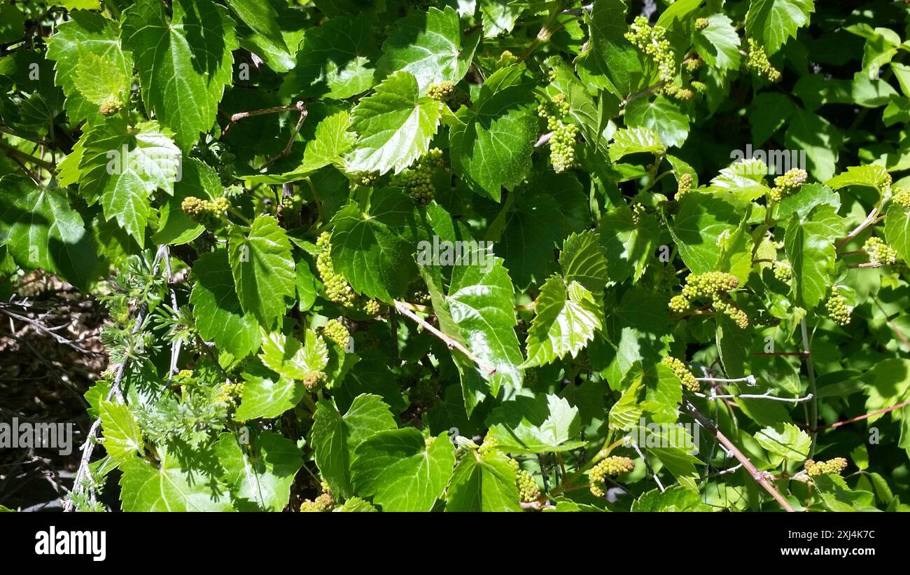 Vitis arizonica hi-res stock photography and images - Alamy