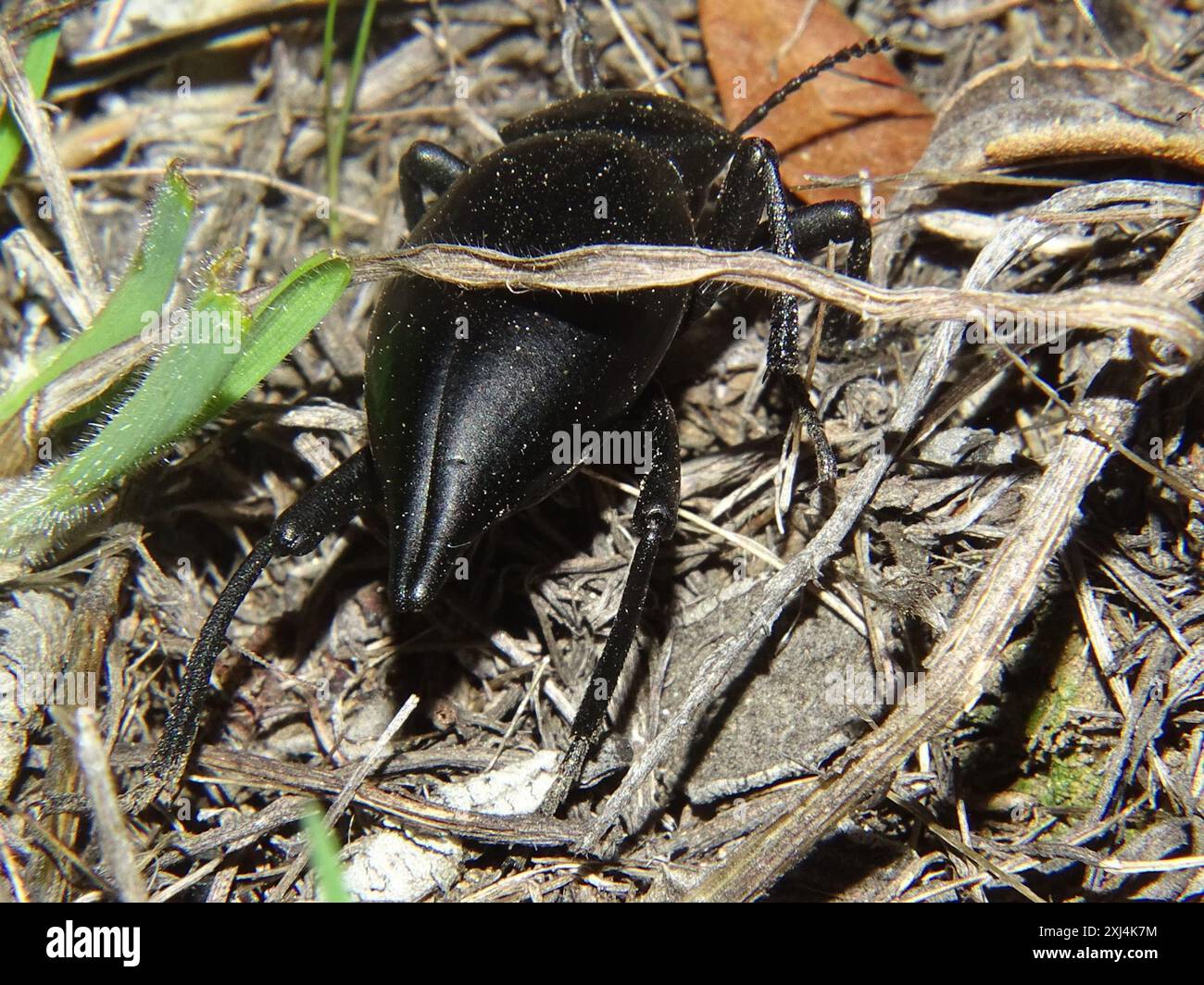 (Eleodes acuticauda) Insecta Stock Photo - Alamy