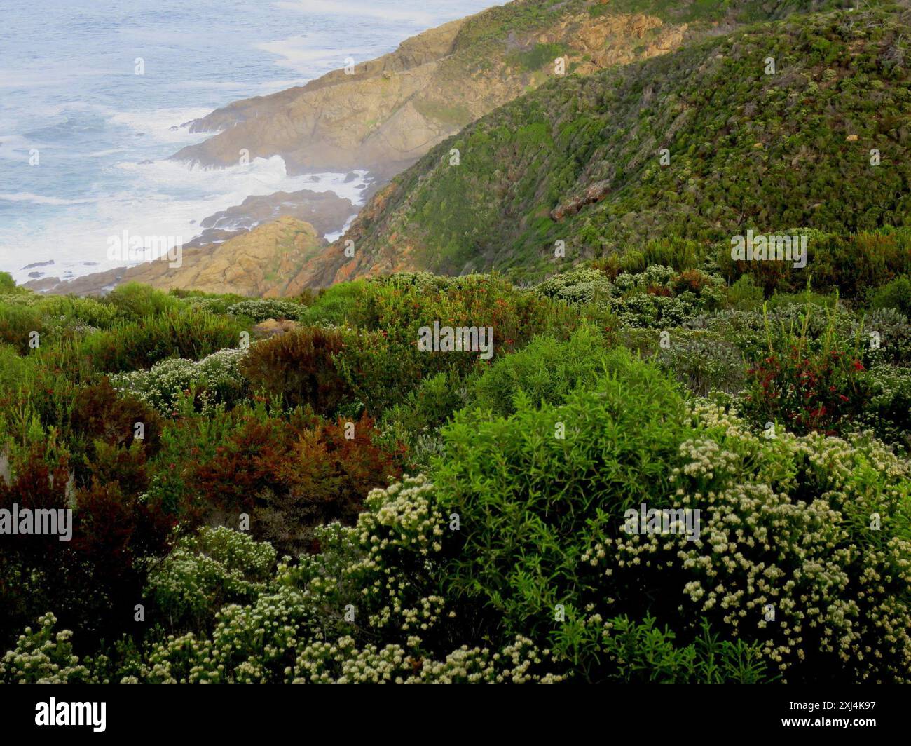 Heathleaf Hardleaf (Phylica ericoides ericoides) Plantae Stock Photo ...
