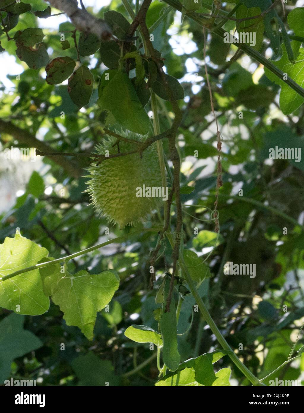 Man-roots (Marah) Plantae Stock Photo - Alamy