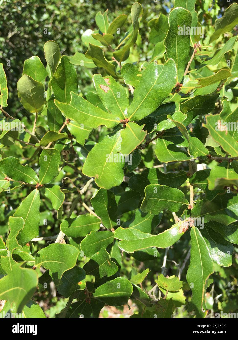 Chapman's Oak (Quercus chapmanii) Plantae Stock Photo - Alamy