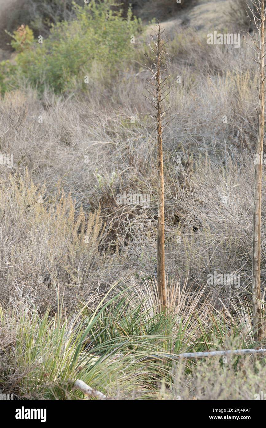 chaparral yucca (Hesperoyucca whipplei) Plantae Stock Photo - Alamy