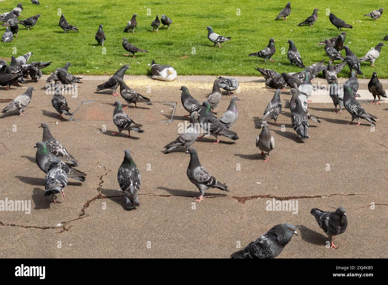 Gull protecting food from pigeons hi-res stock photography and images ...