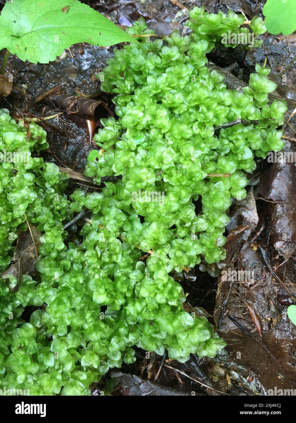 Appalachian penny moss (Rhizomnium appalachianum) Plantae Stock Photo ...