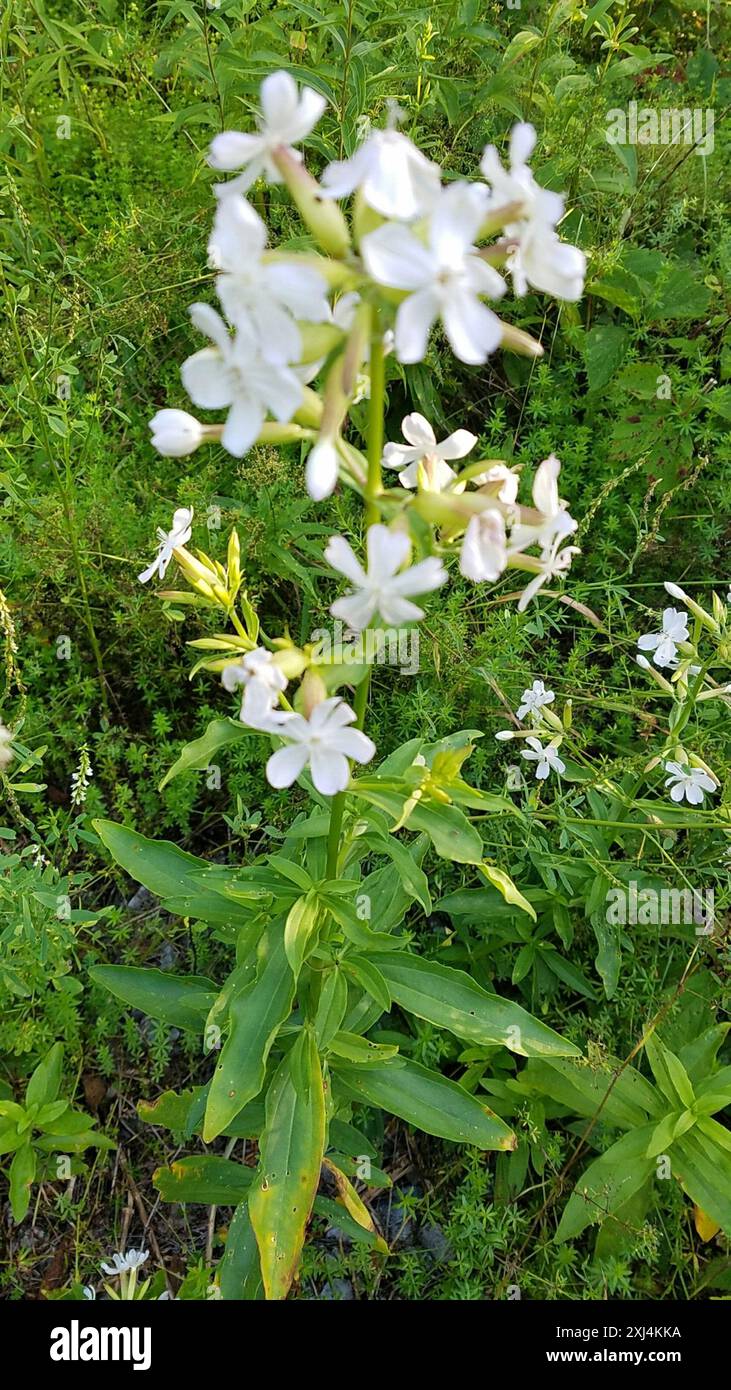 common soapwort (Saponaria officinalis) Plantae Stock Photo - Alamy