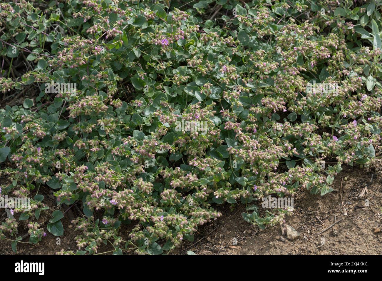 Wishbone Bush (Mirabilis laevis) Plantae Stock Photo - Alamy