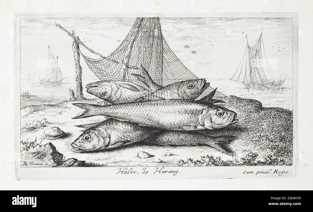 "Etching by Albert Flamen depicting the fish species Halec, known as ...
