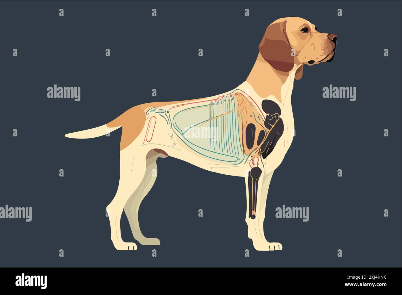 Dog Anatomy vector illustration Stock Vector Image & Art - Alamy