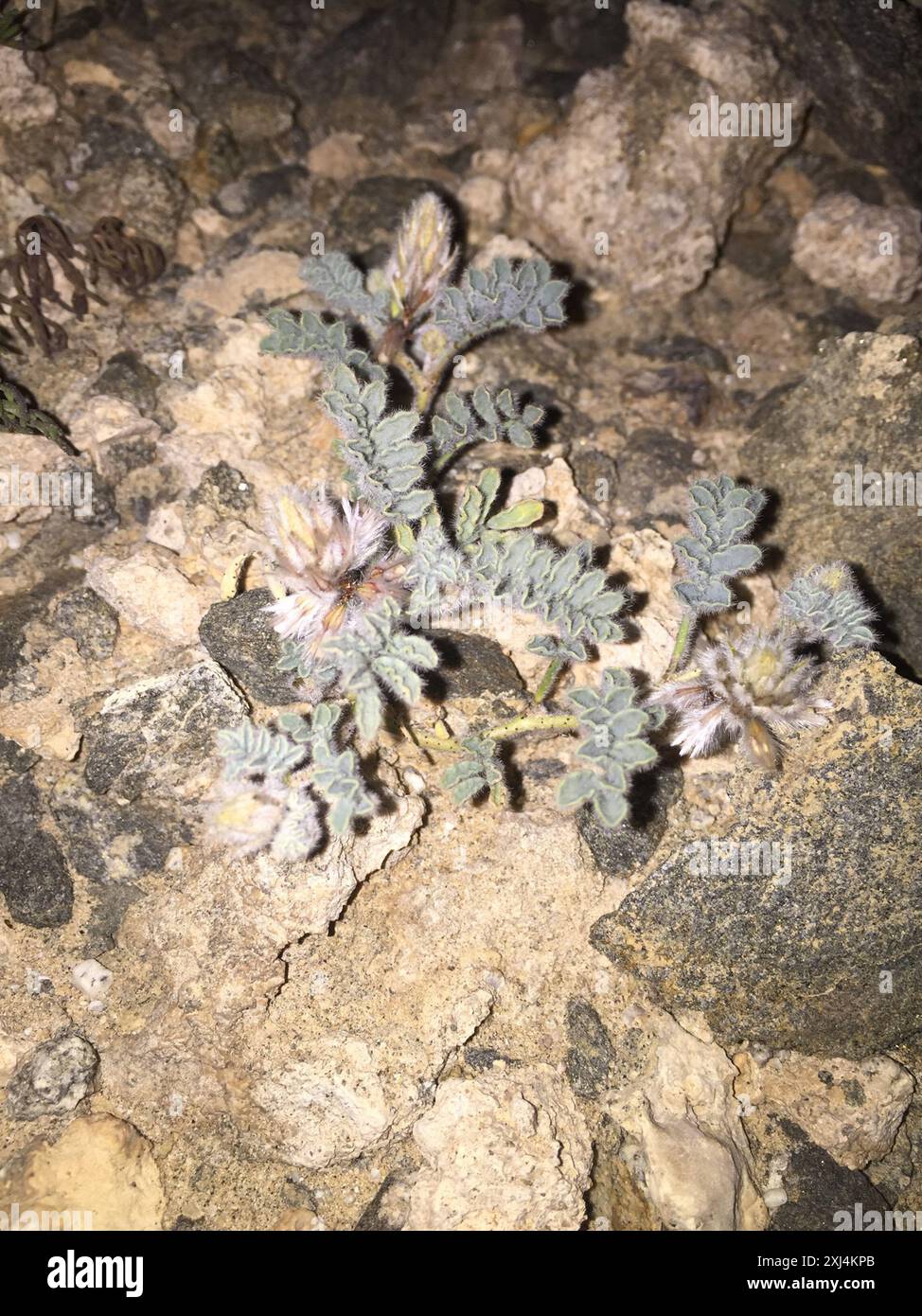 soft prairie clover (Dalea mollissima) Plantae Stock Photo - Alamy