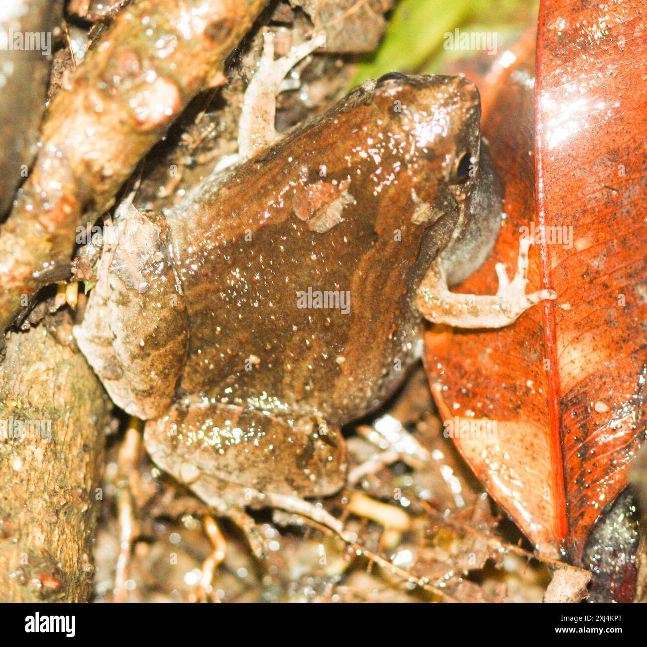 Mukhlesur's Narrow-mouthed Frog (Microhyla mukhlesuri) Amphibia Stock ...