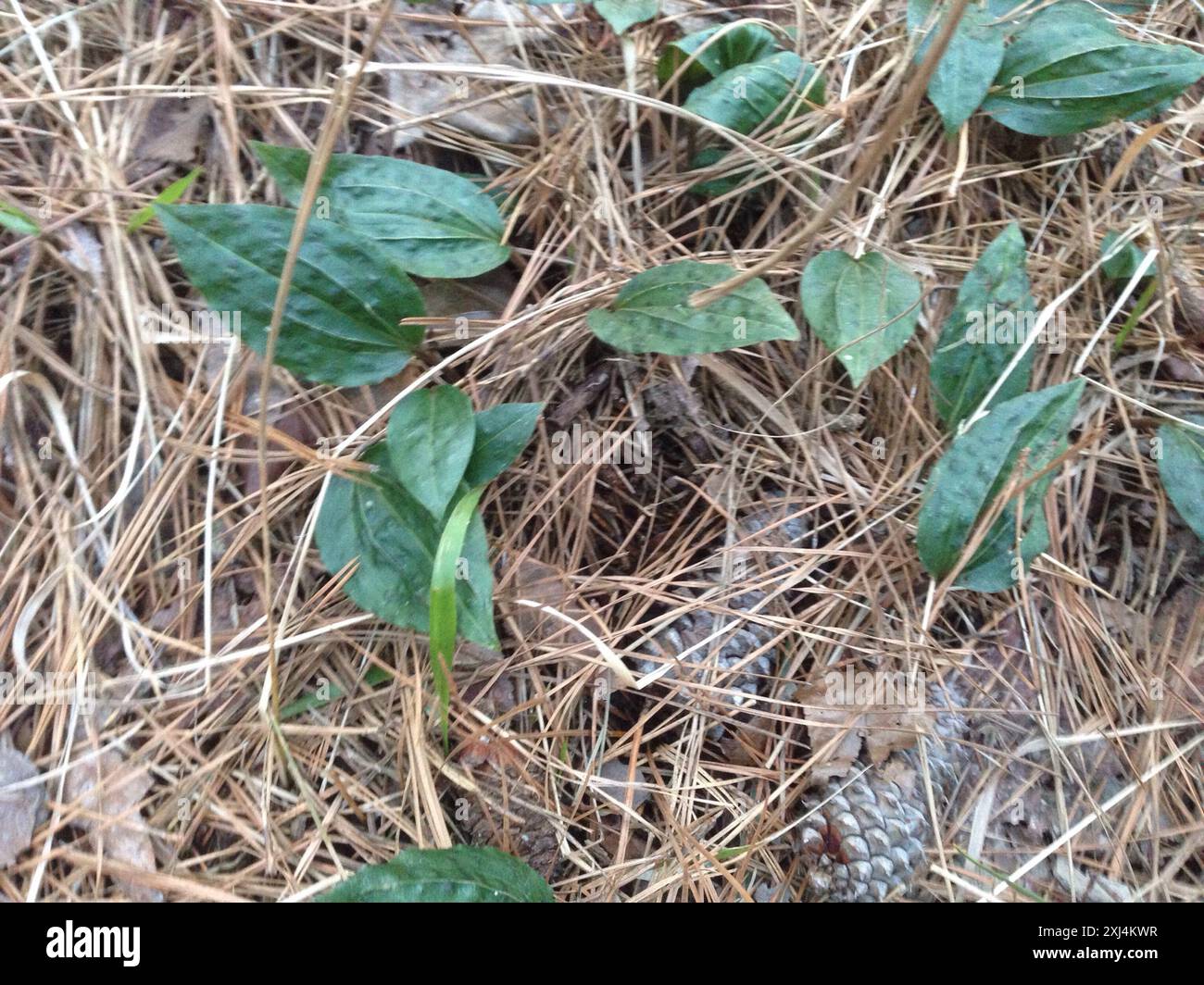 crane-fly orchid (Tipularia discolor) Plantae Stock Photo - Alamy
