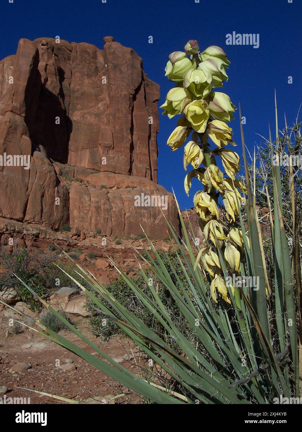 Narrowleaf yucca yucca angustissima hi-res stock photography and images ...