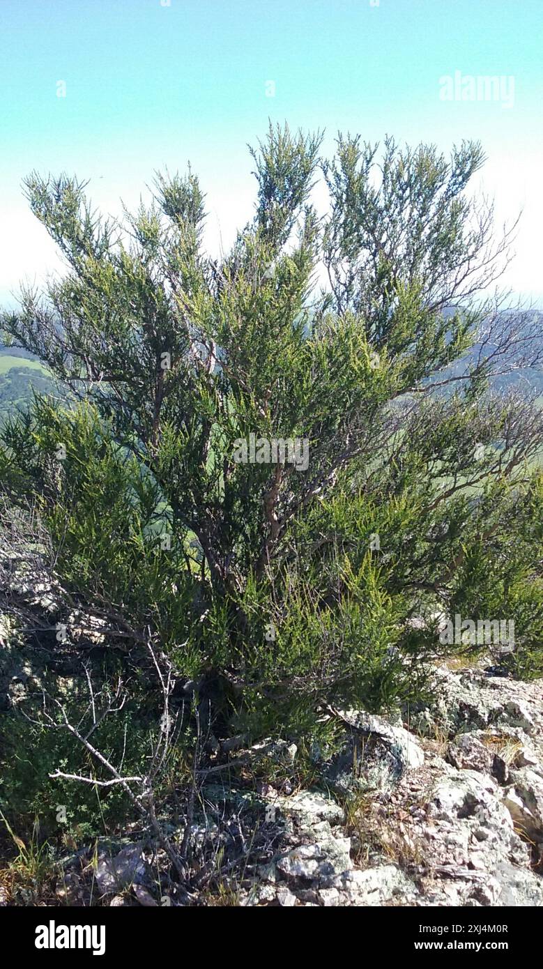 chamise (Adenostoma fasciculatum) Plantae Stock Photo - Alamy