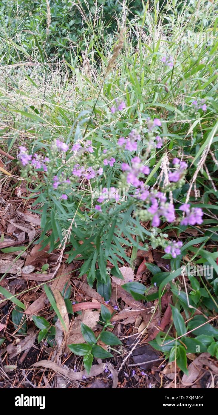 Purple Toadflax (Linaria purpurea) Plantae Stock Photo - Alamy
