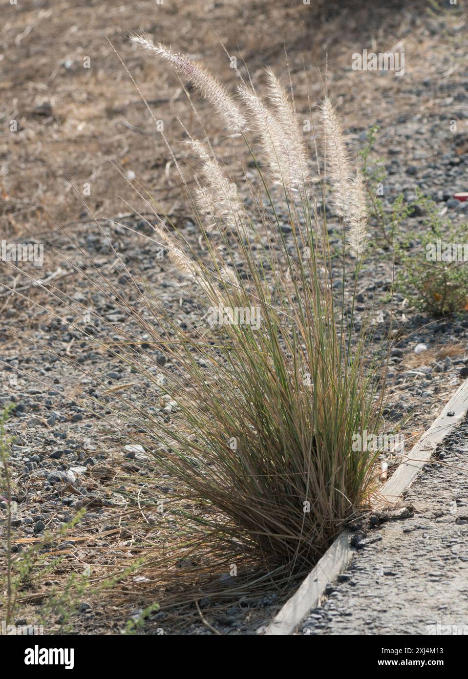 Fountain Grass (Cenchrus setaceus) Plantae Stock Photo - Alamy