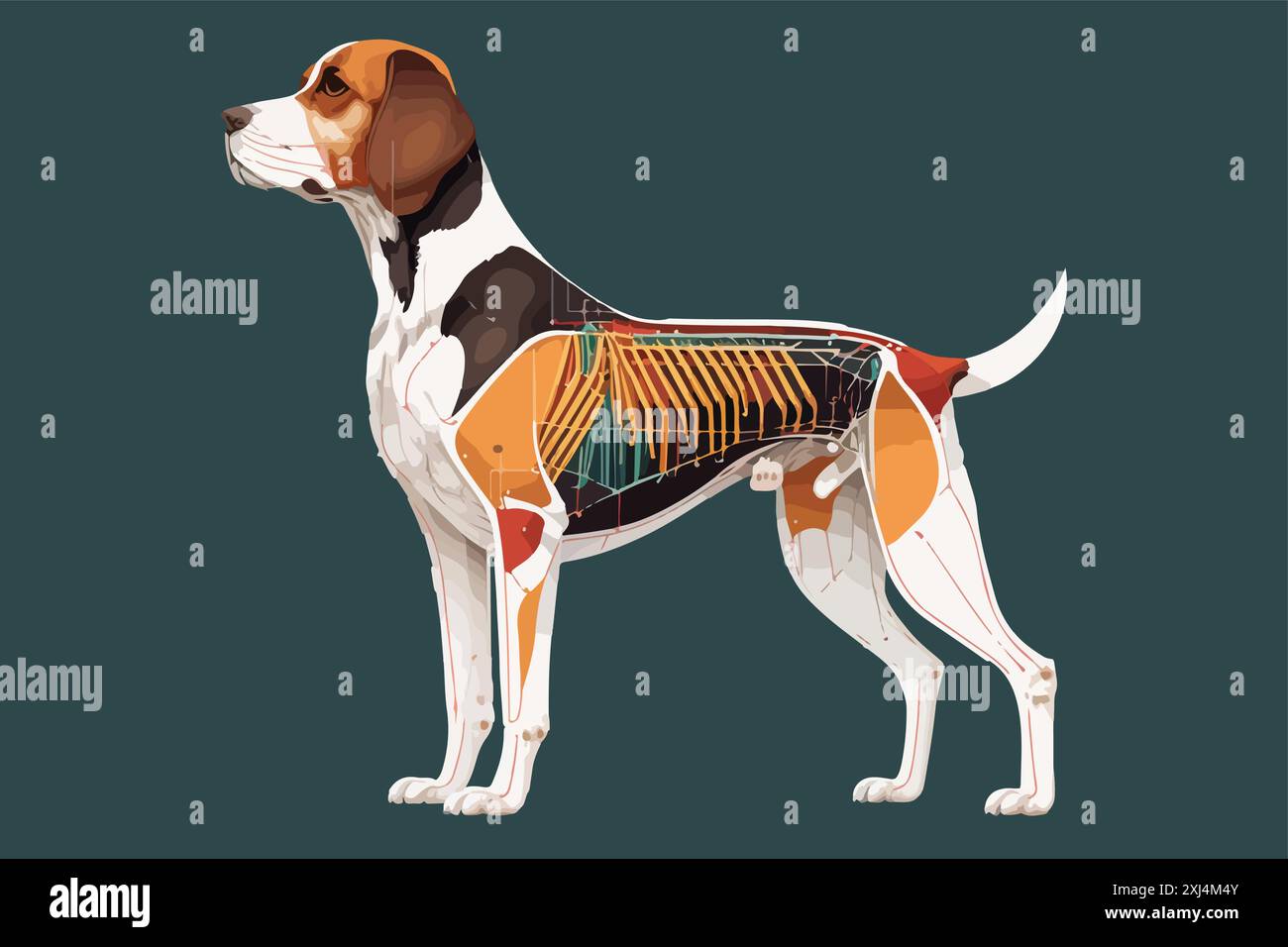 Dog Anatomy vector illustration Stock Vector Image & Art - Alamy