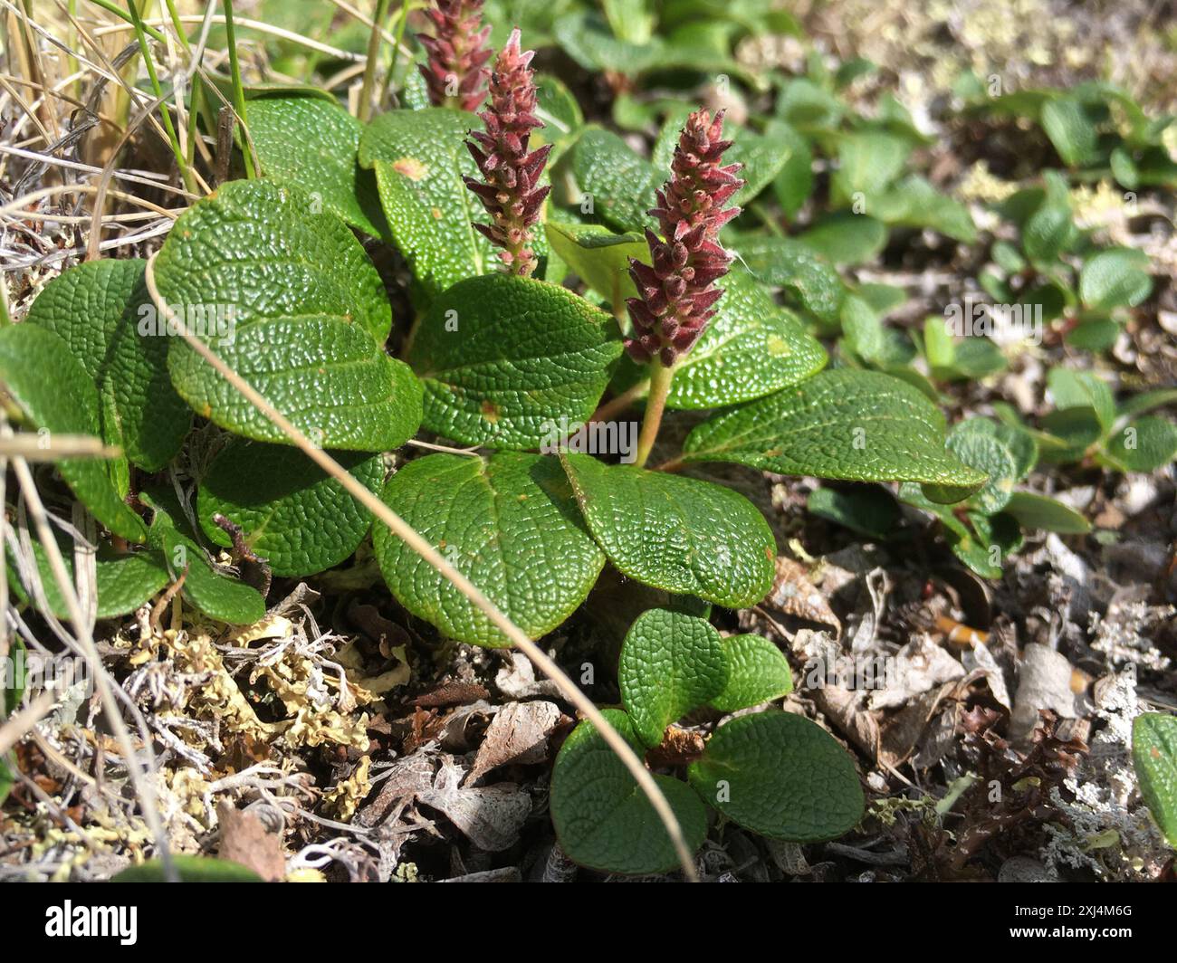 Net-leaved Willow (Salix reticulata) Plantae Stock Photo - Alamy
