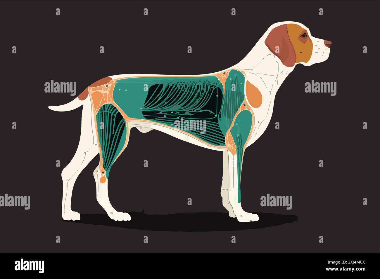 Dog Anatomy vector illustration Stock Vector Image & Art - Alamy