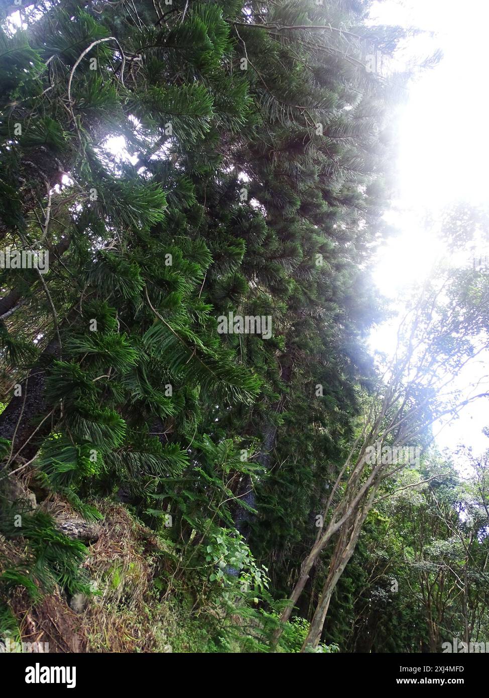 Cook pine (Araucaria columnaris) Plantae Stock Photo - Alamy