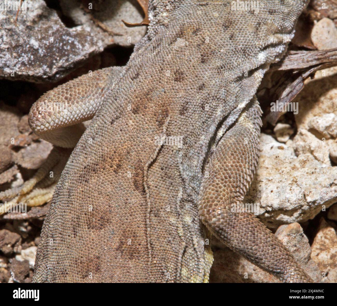 Texas Earless Lizard (Cophosaurus texanus texanus) Reptilia Stock Photo ...
