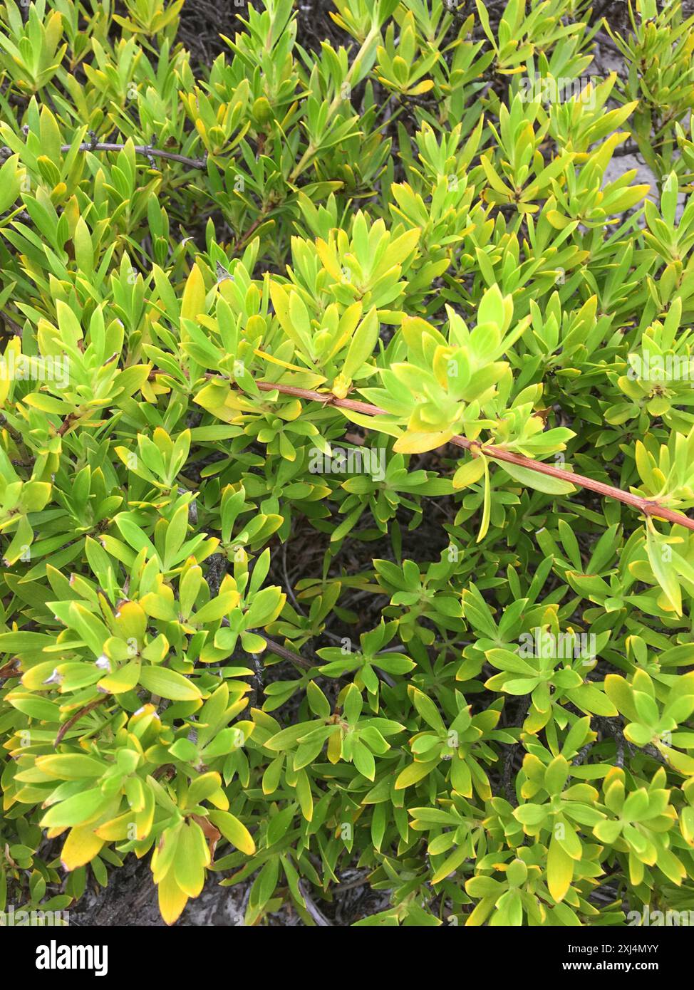 Ernodea littoralis hi-res stock photography and images - Alamy