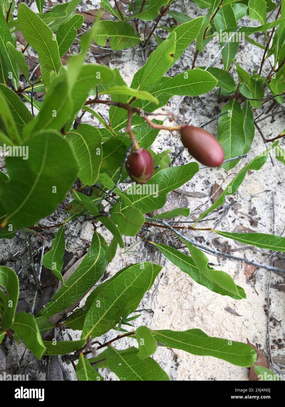 Gopher apple (Geobalanus oblongifolius) Plantae Stock Photo - Alamy