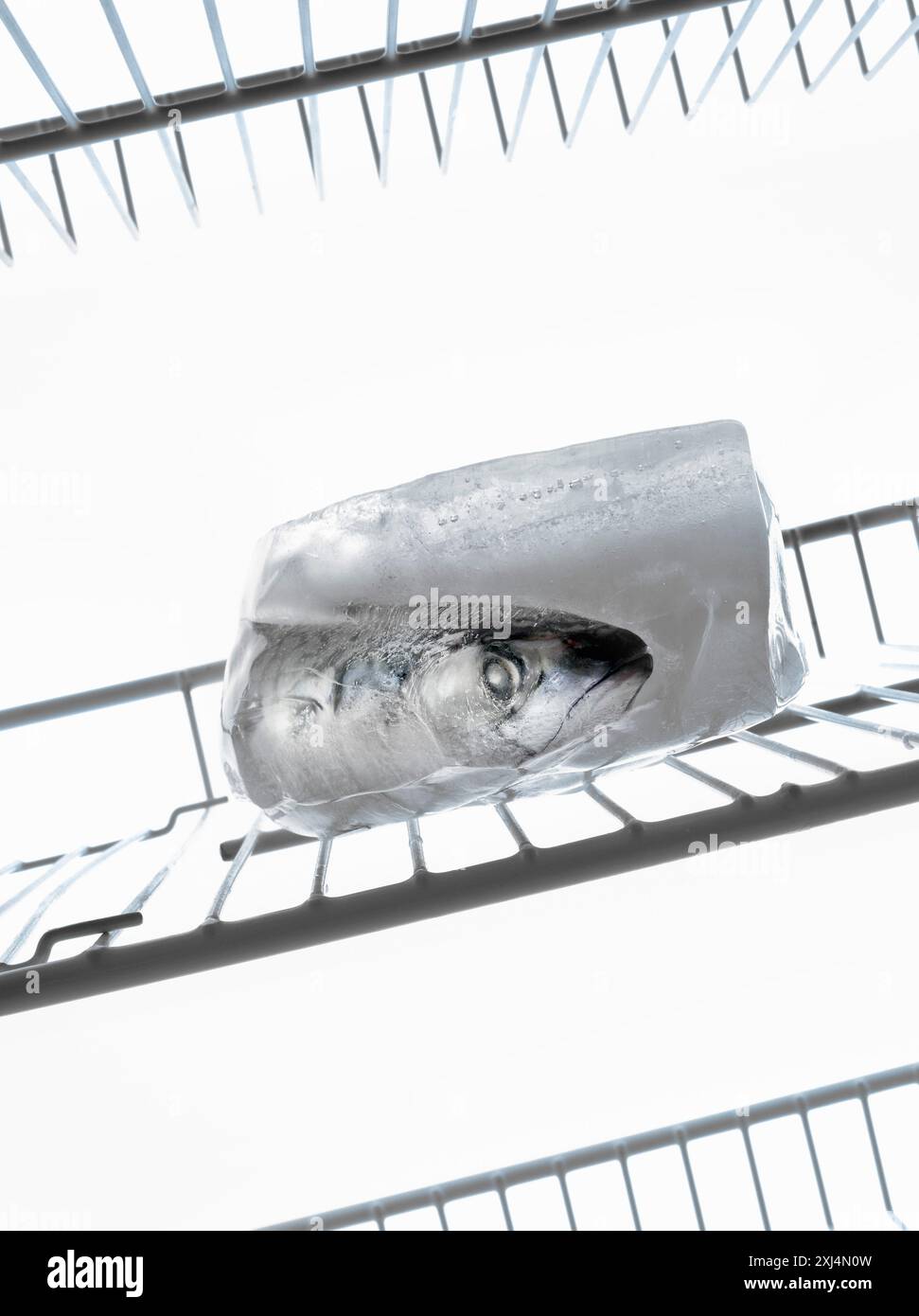 Mackerel in a block of ice in the refrigerator Stock Photo - Alamy