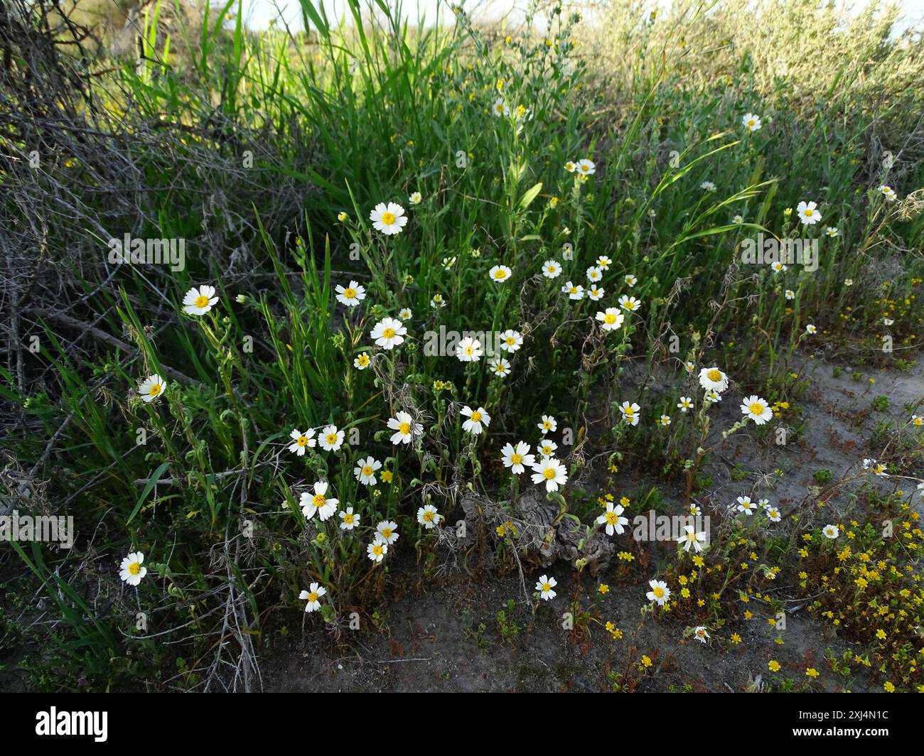 (Layia pentachaeta albida) Plantae Stock Photo - Alamy