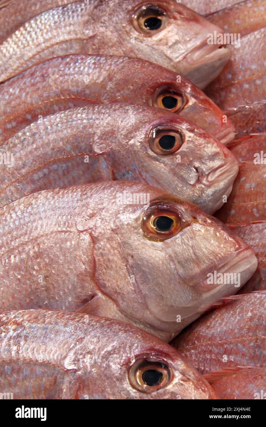 Pink sea breams Stock Photo - Alamy