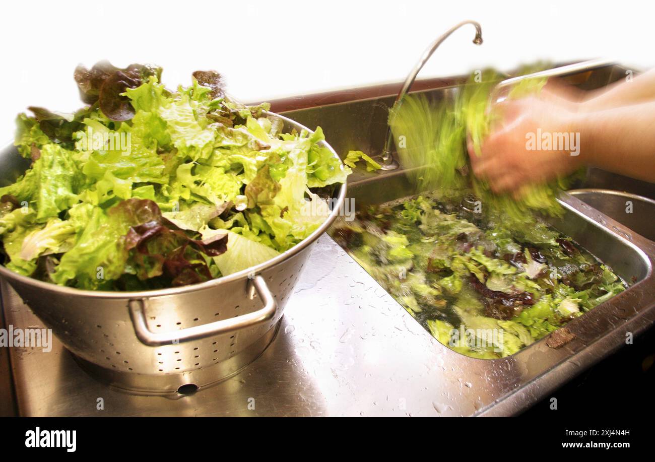 washing the lettuce in the sink Stock Photo - Alamy