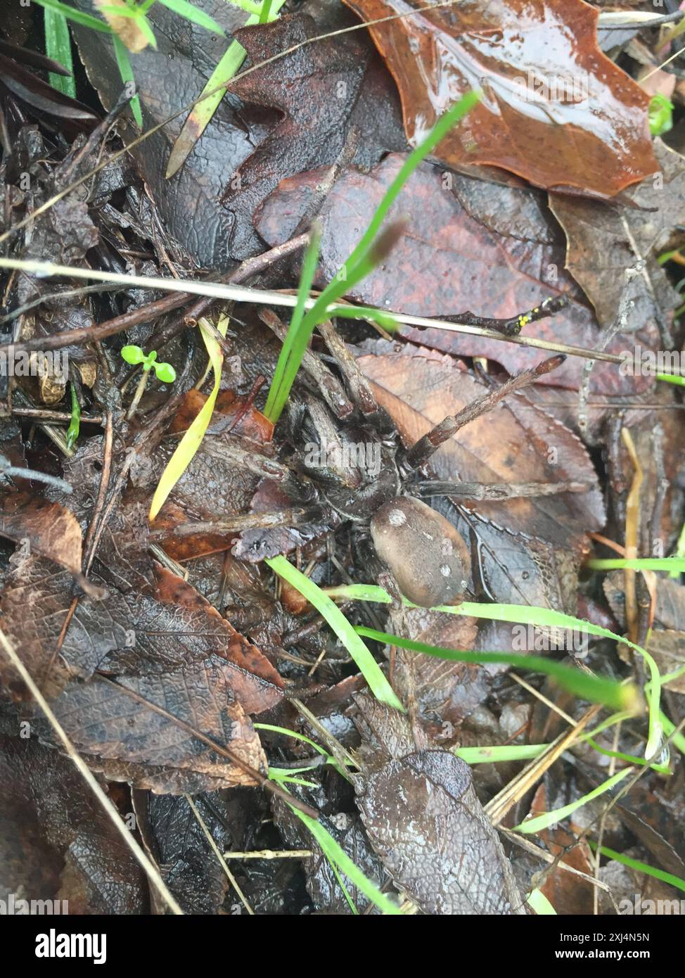False Tarantula (Calisoga longitarsis) Arachnida Stock Photo - Alamy