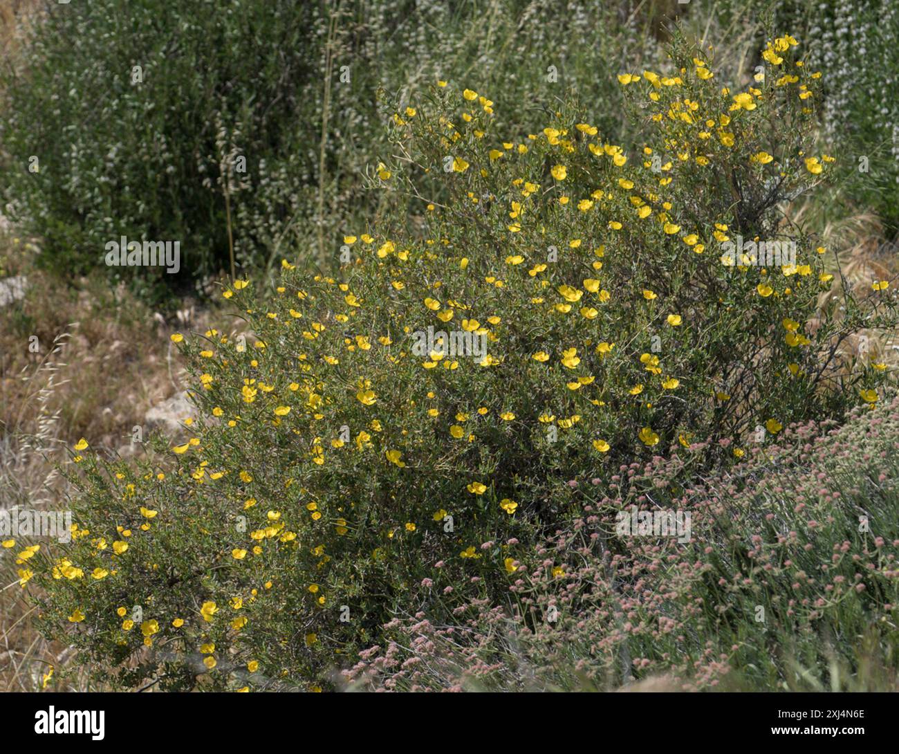 Bush Poppy (Dendromecon rigida) Plantae Stock Photo - Alamy