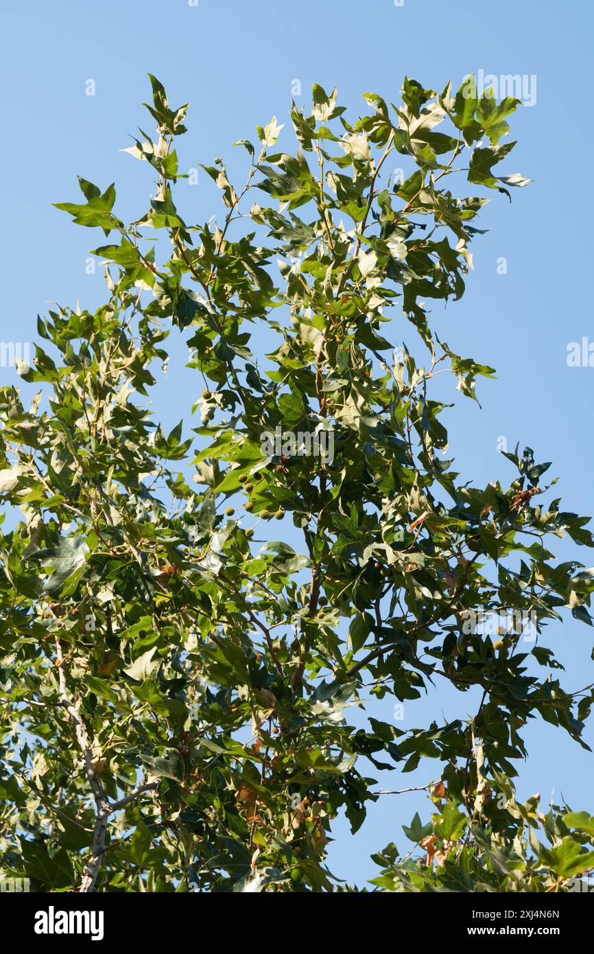 western sycamore (Platanus racemosa) Plantae Stock Photo - Alamy