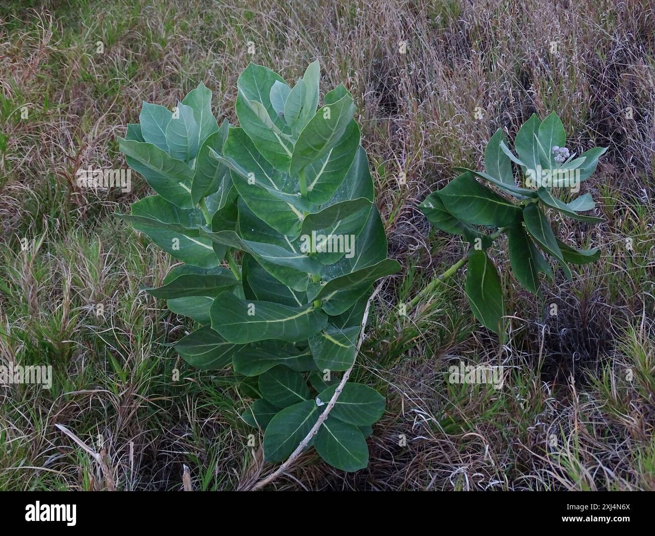 giant milkweed (Calotropis procera) Plantae Stock Photo - Alamy