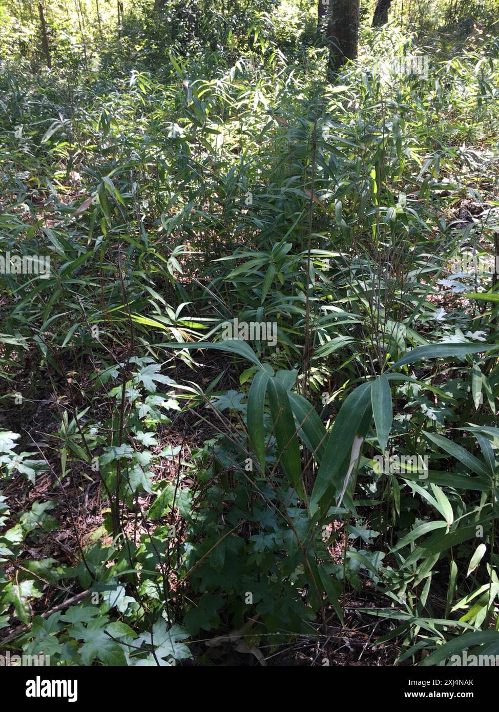 switch cane (Arundinaria tecta) Plantae Stock Photo - Alamy