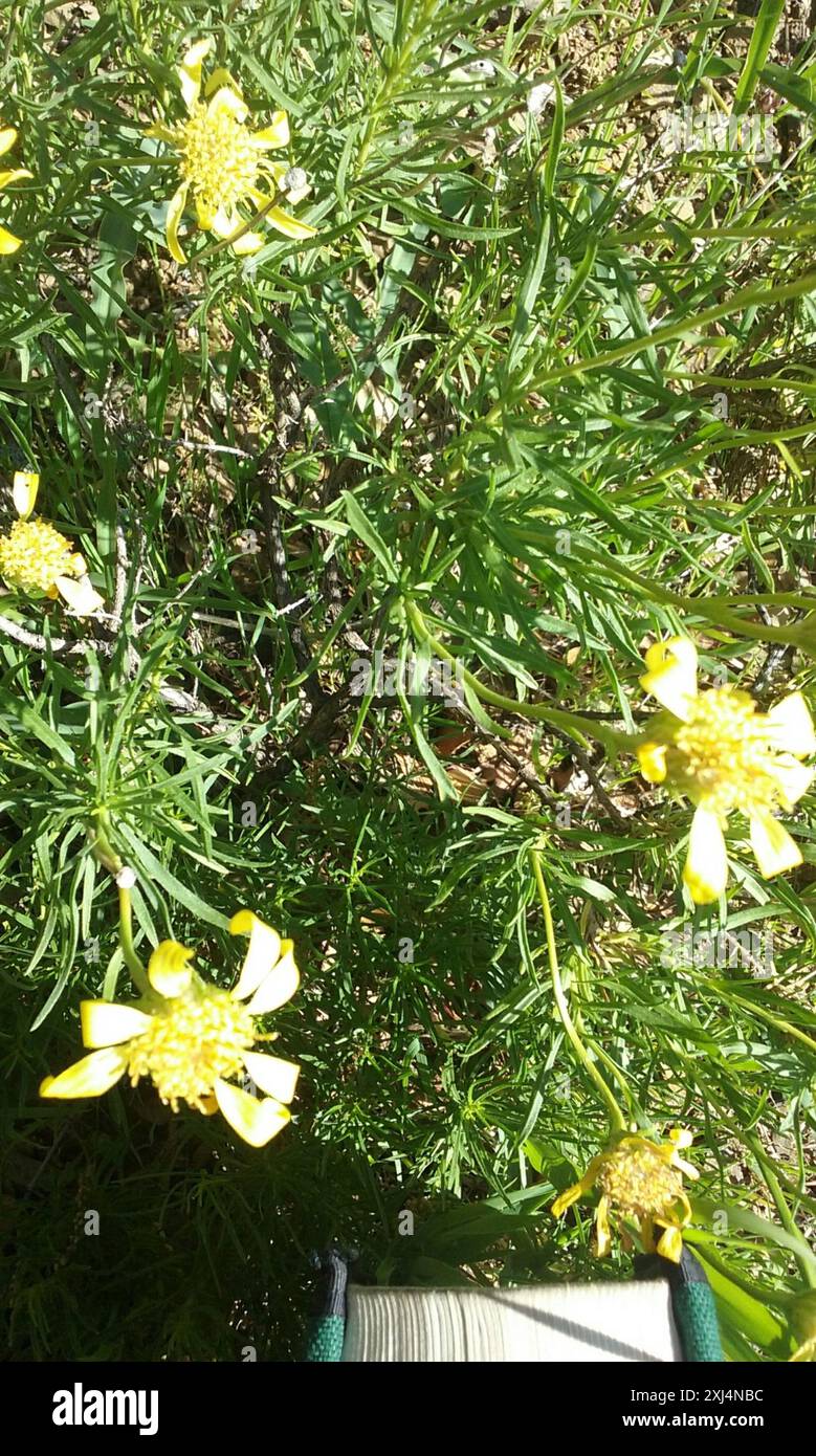 narrowleaf goldenbush (Ericameria linearifolia) Plantae Stock Photo - Alamy