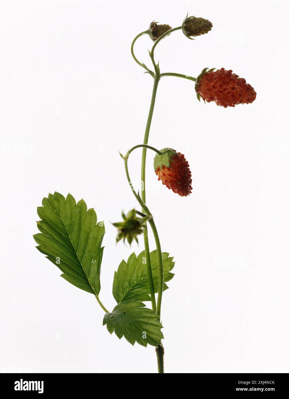 Plant des Cut Out Stock Images & Pictures - Alamy