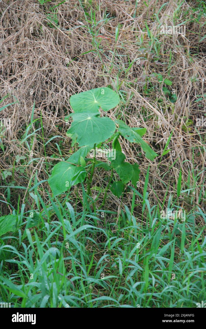 pariparoba (Piper peltatum) Plantae Stock Photo - Alamy